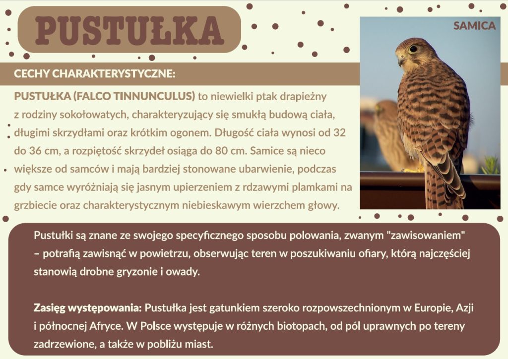 Zagrożone gatunki ptaków w Polsce - gazetka szkolna - 2026